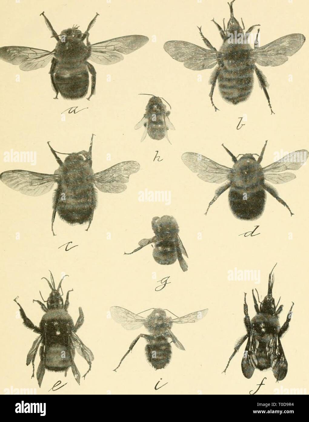 Bombus fervidus worker hi-res stock photography and images - Alamy