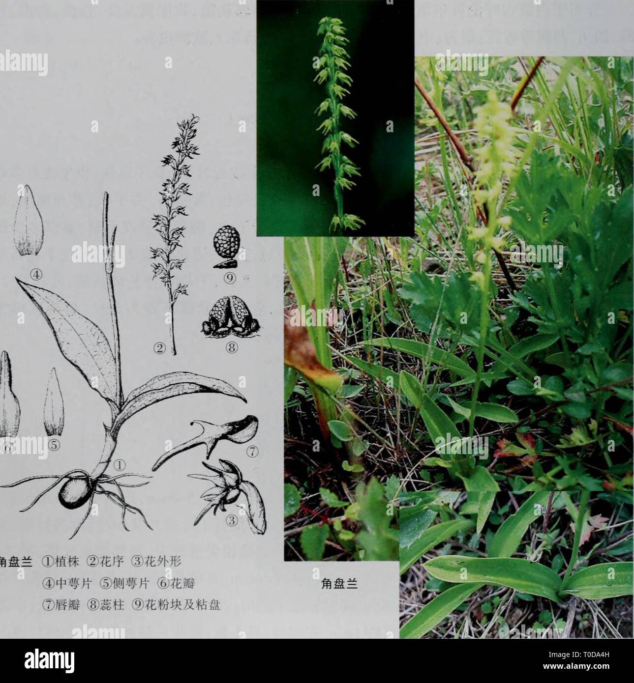 e er duo si zhi Stock Photo - Alamy