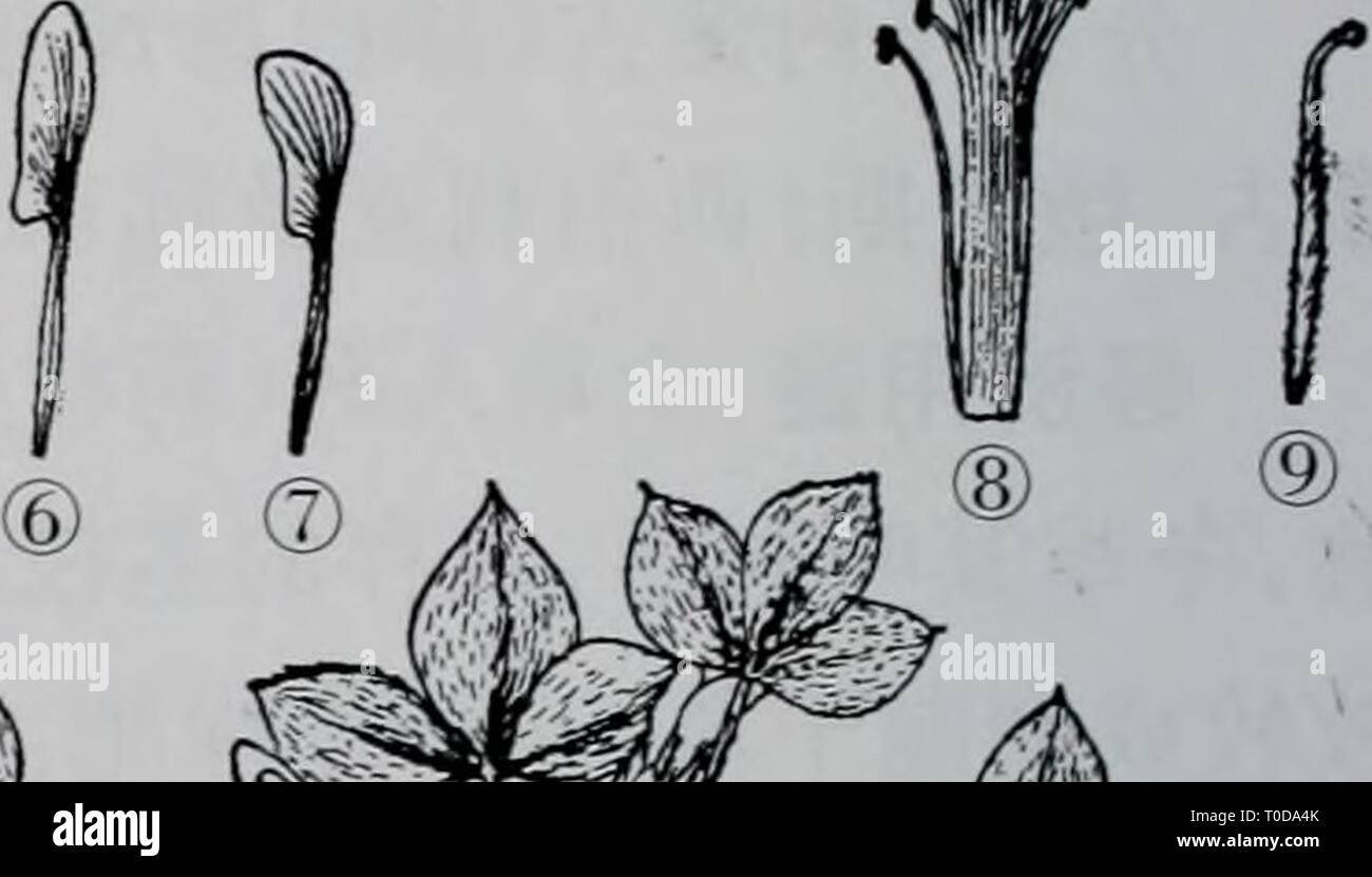 e er duo si zhi Stock Photo - Alamy