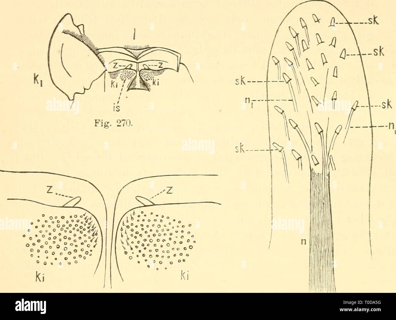 Tracheen hi-res stock photography and images - Alamy
