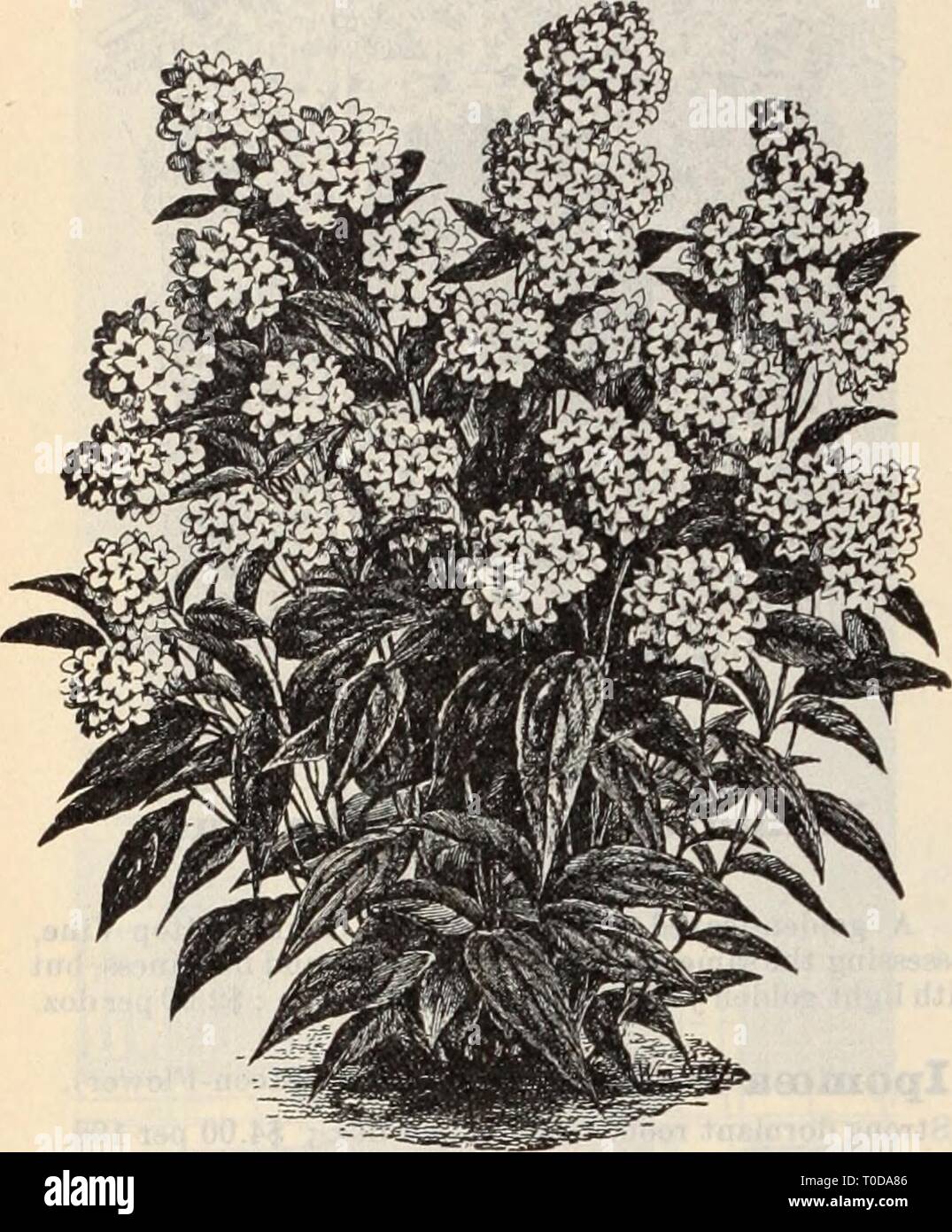 Cone shaped shrubs hi-res stock photography and images - Alamy