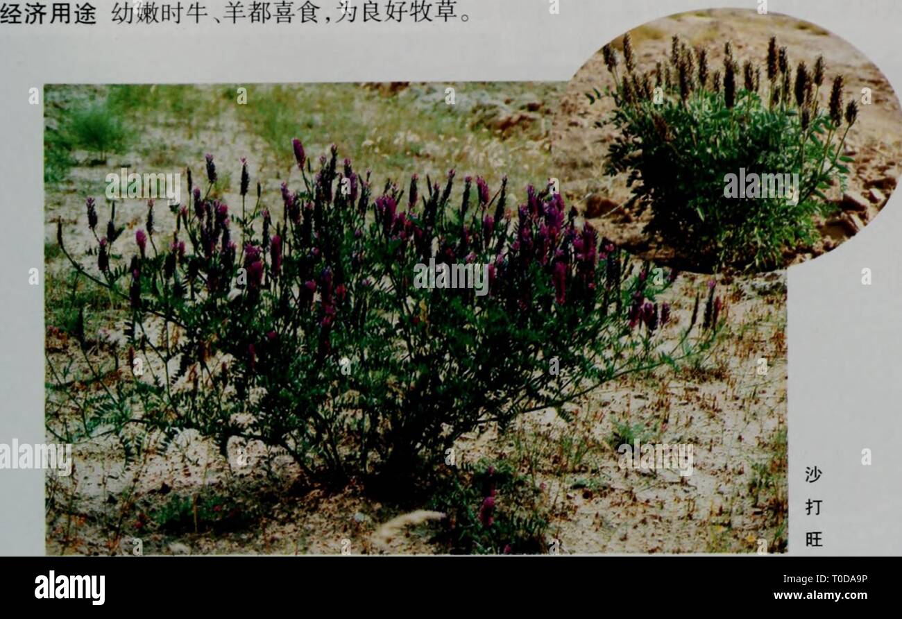 e er duo si zhi Stock Photo - Alamy