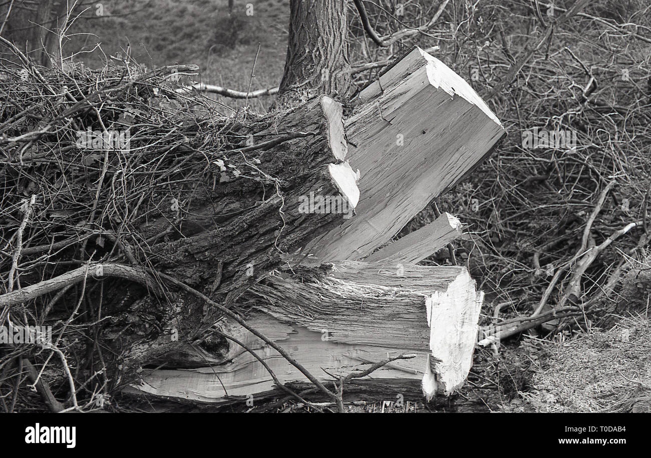 1970s, Root of a tree upturned and split after being cut and felled ...