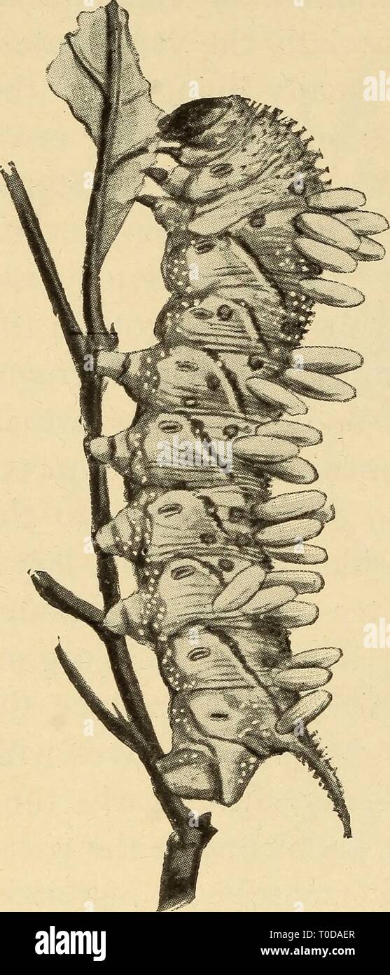 The larva of a barnacle hi-res stock photography and images - Alamy