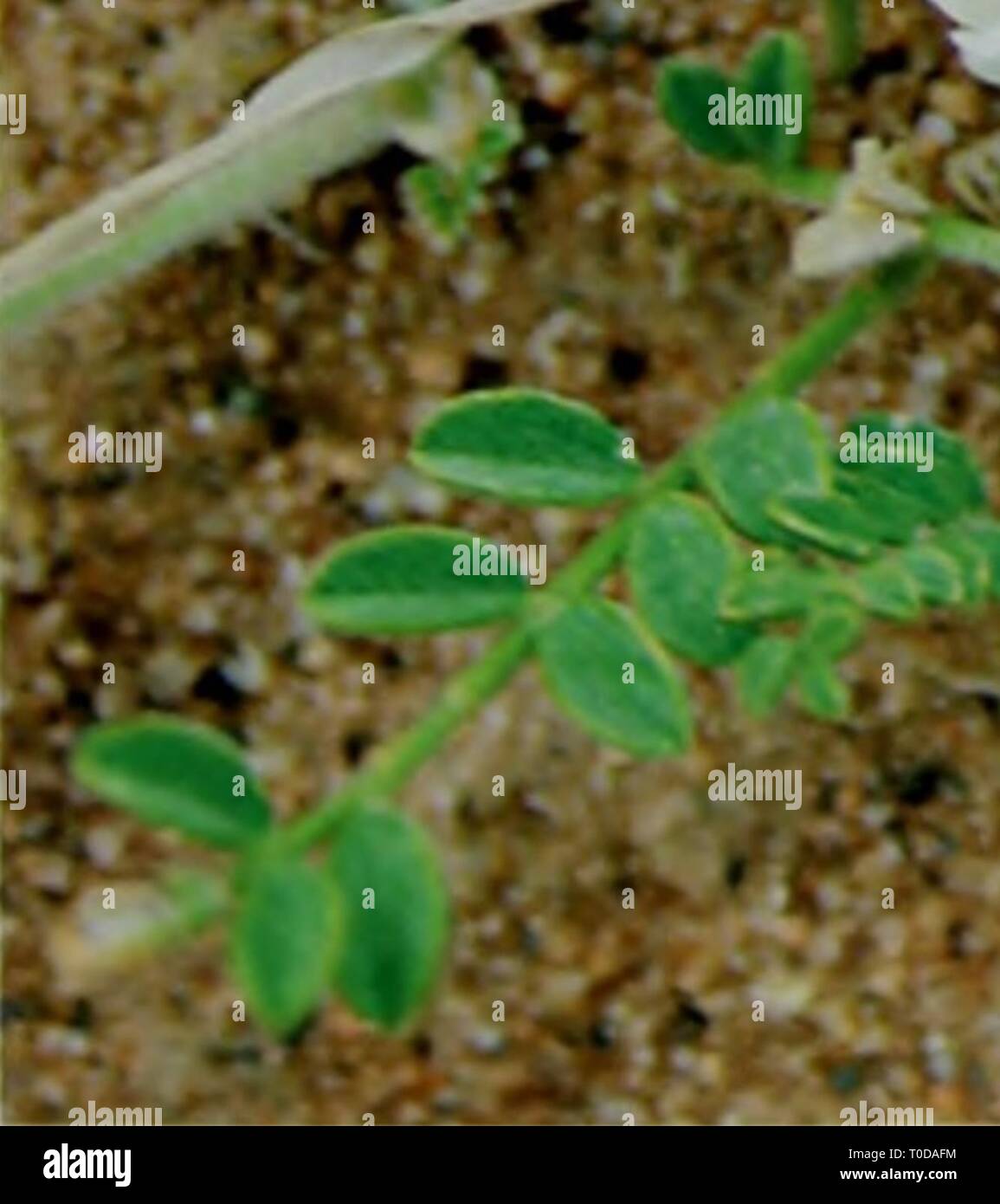 e er duo si zhi Stock Photo - Alamy