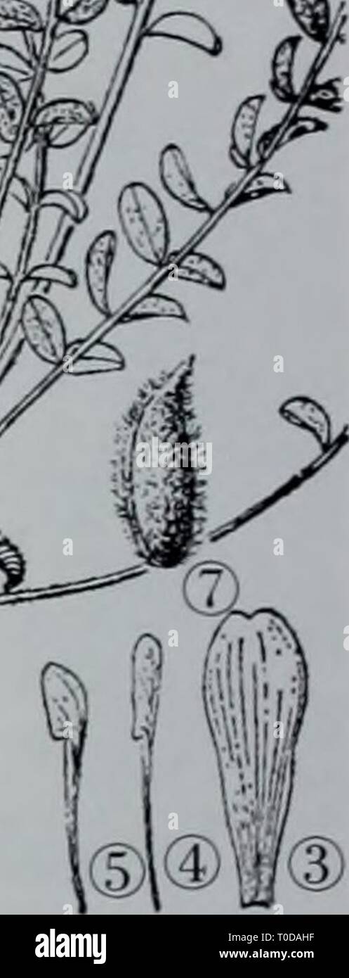 e er duo si zhi Stock Photo - Alamy