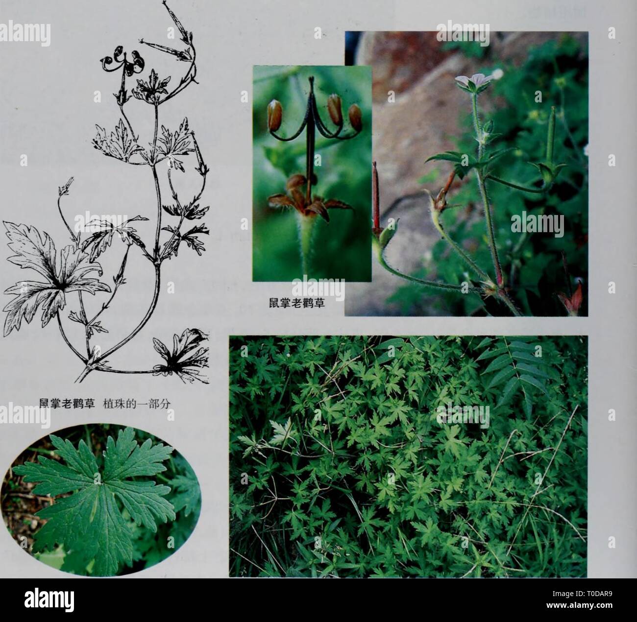 e er duo si zhi Stock Photo - Alamy