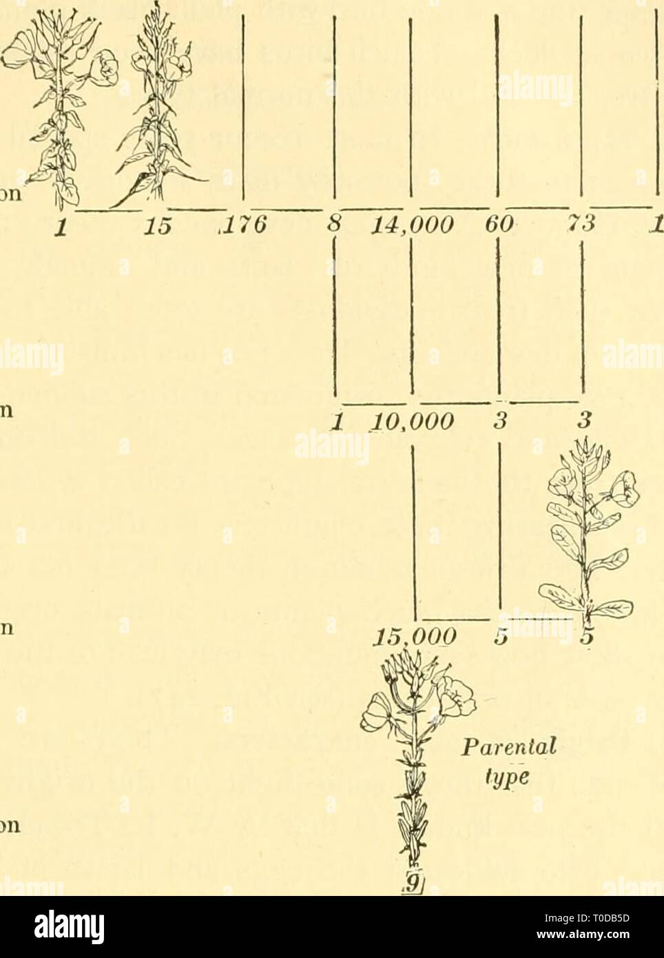 Primrose mutation hi-res stock photography and images - Alamy