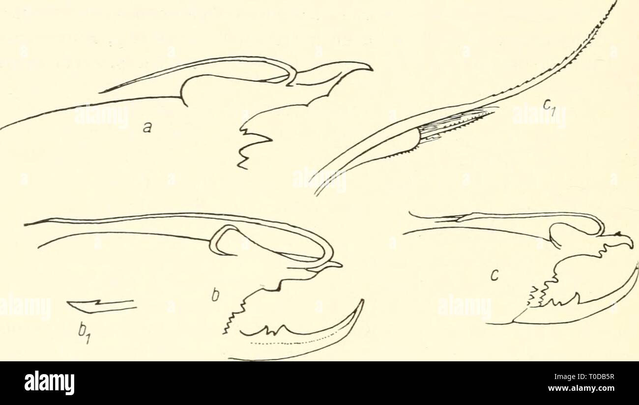 Dr H G Bronn's Klassen Dr. H. G. Bronn's Klassen und Ordnungen des ...