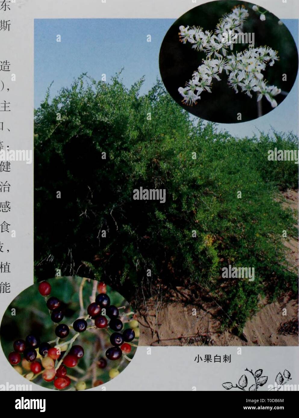 e er duo si zhi Stock Photo - Alamy