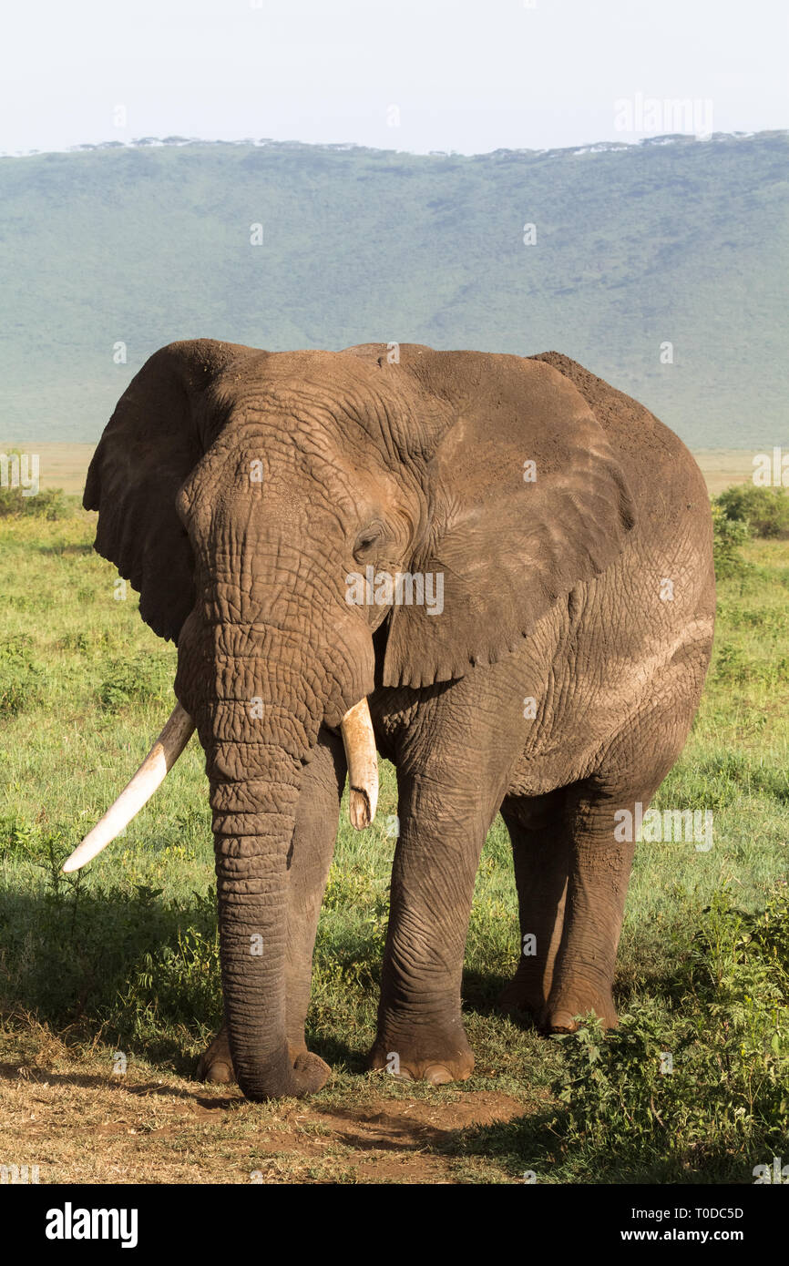 Old elephant. Very big animal. NgoroNgoro crater, Tanzania Stock Photo ...