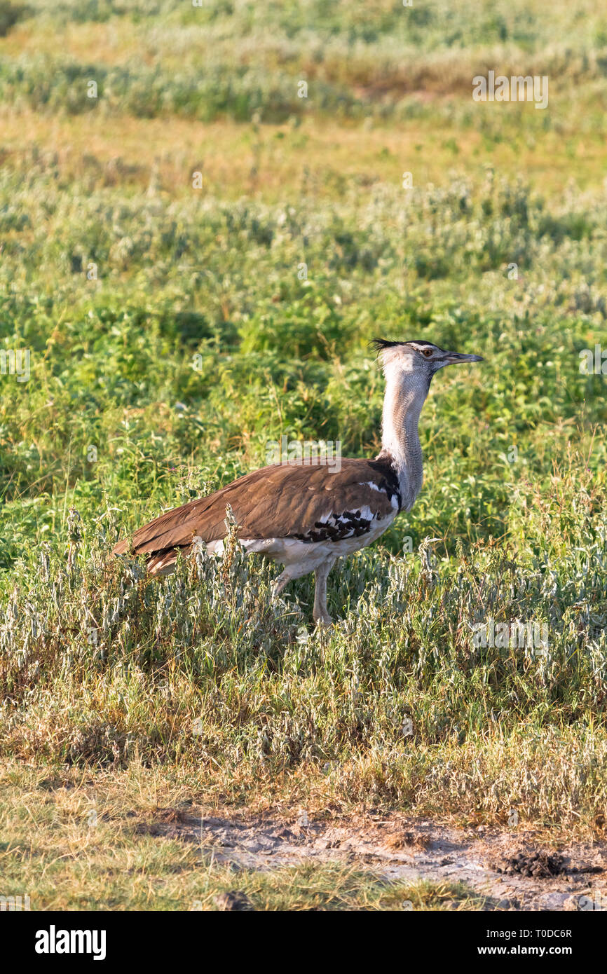 Very big bustard in the grass. Savanna of NgoroNgoro, Africa Stock ...