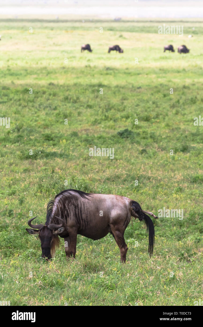 Antelope gives a new life. The birth of a baby. NgoroNgoro, Tanzania ...