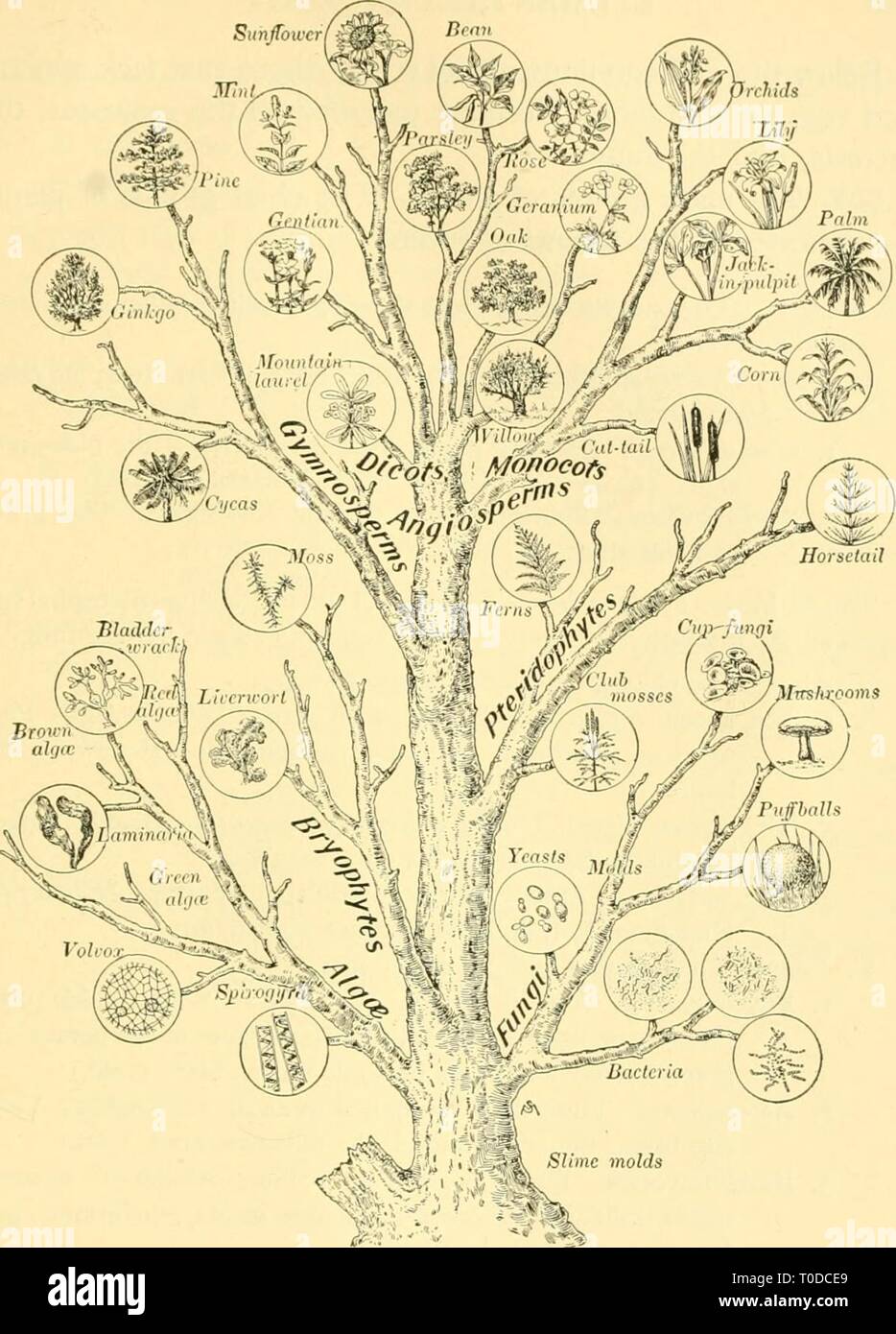 Simple Tree Of Life Biology