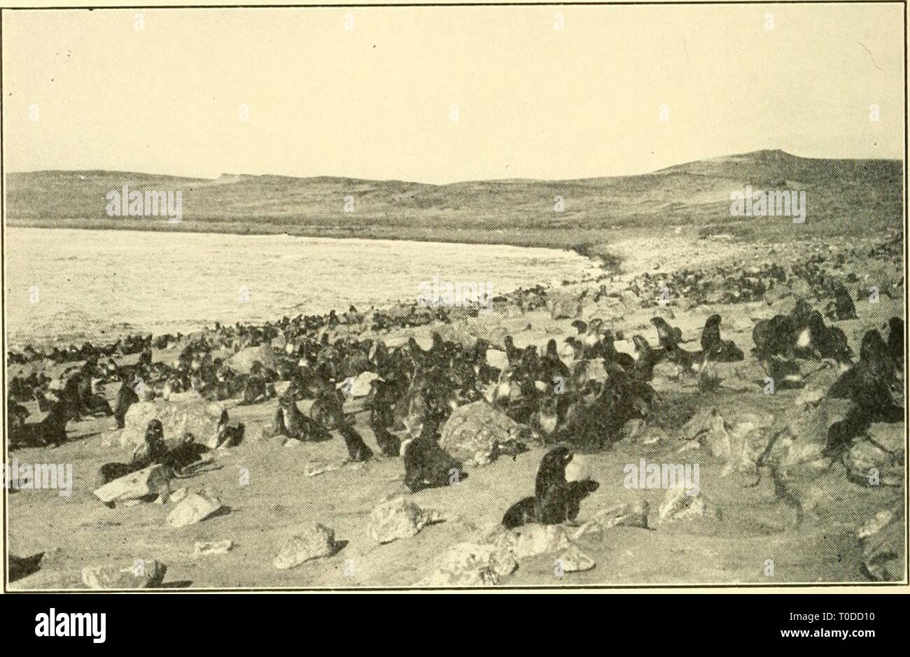 Ecological animal geography; an authorized Stock Photo - Alamy