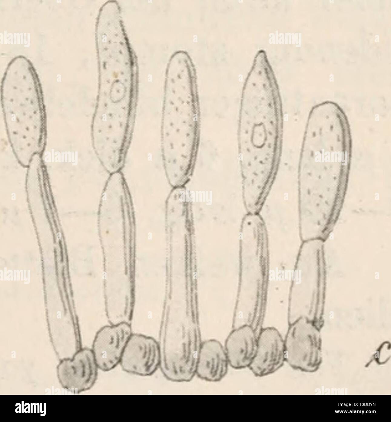 Dr L Rabenhorst's Kryptogamen-Flora von Dr. L. Rabenhorst's Kryptogamen ...