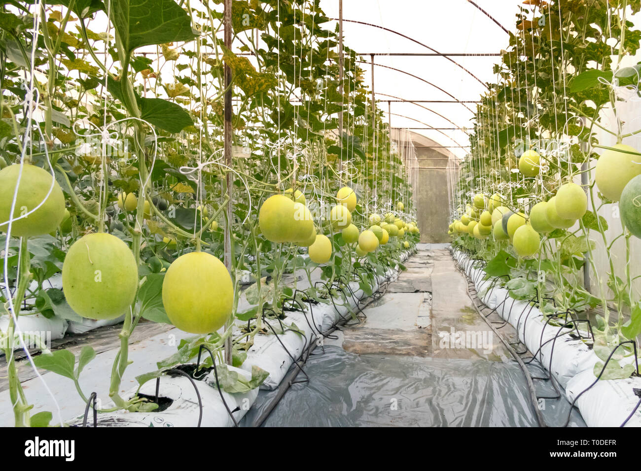 Yellow melon hanging on tree in field Stock Photo - Alamy