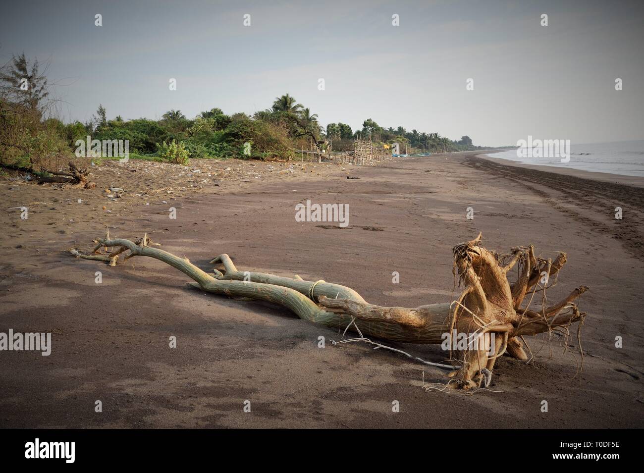 Tree trunk driftwood, Bhagal Beach, Valsad, Gujarat, India, Asia Stock ...