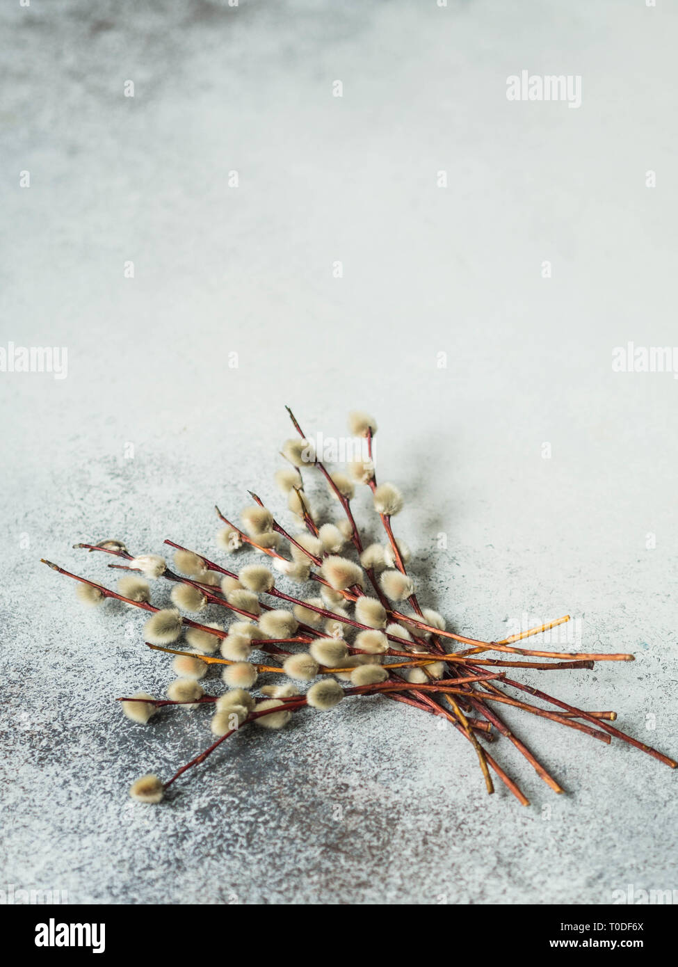 A small bunch of willows tied with a thread on a dark background. Palm ...