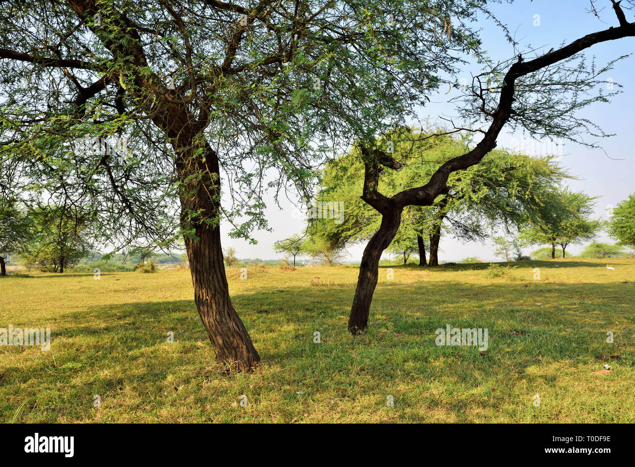 Landscape, trees, Bhadeli, Valsad, Gujarat, India, Asia Stock Photo - Alamy