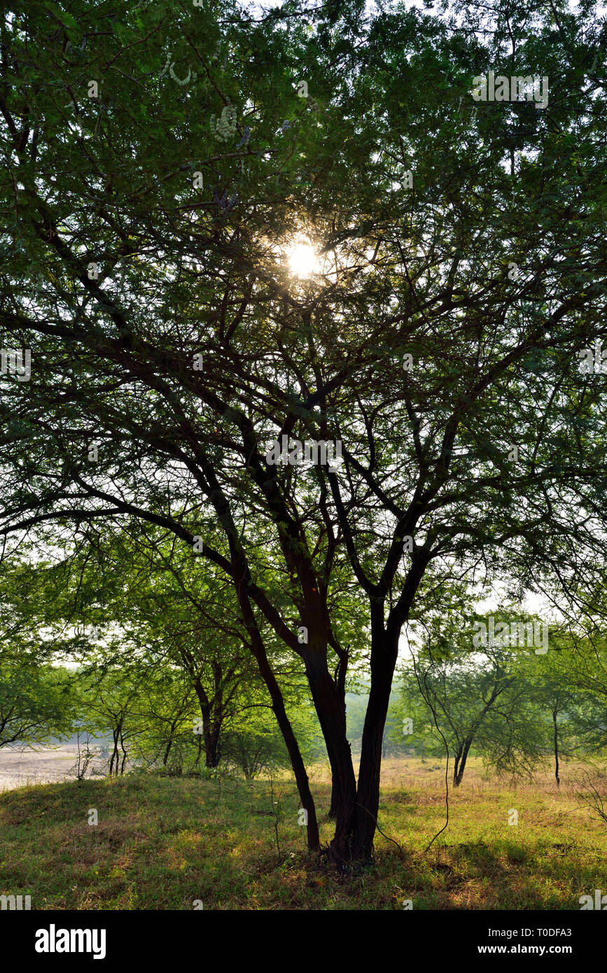 Landscape, trees, Bhadeli, Valsad, Gujarat, India, Asia Stock Photo - Alamy