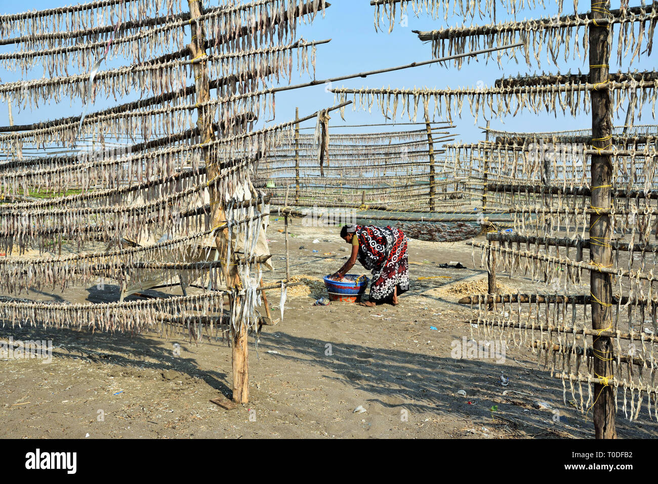 Woman drying fish on beach, Pardi, Valsad, Gujarat, India, Asia Stock ...