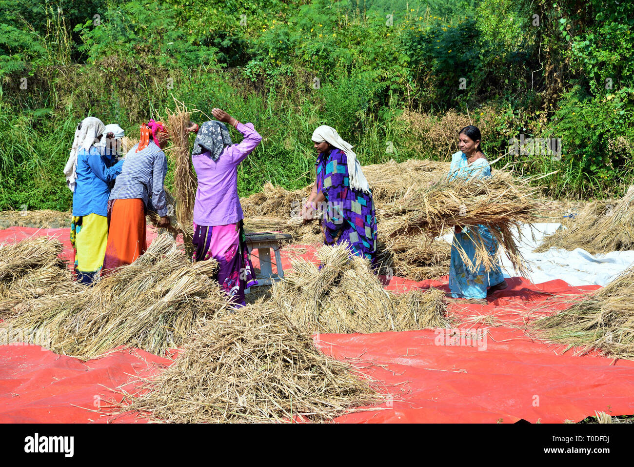 Harvesting rice crop hi-res stock photography and images - Alamy