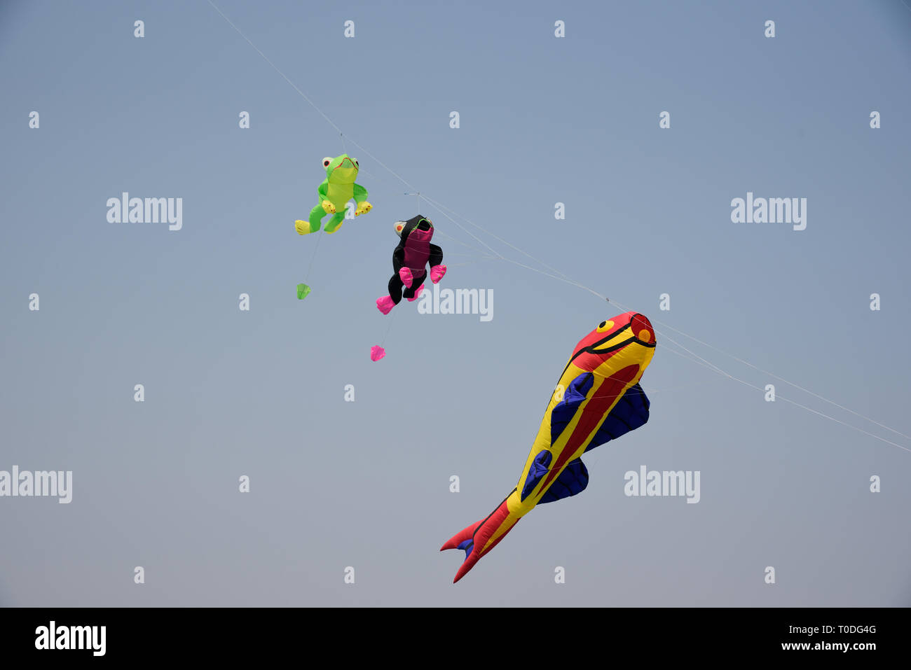 Indian flying frog hi-res stock photography and images - Alamy