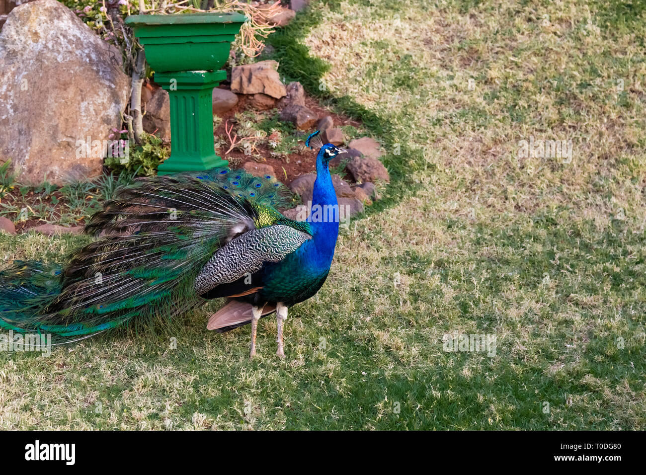 A beautiful peacock in park Aberdare. Kenya, Africa Stock Photo - Alamy