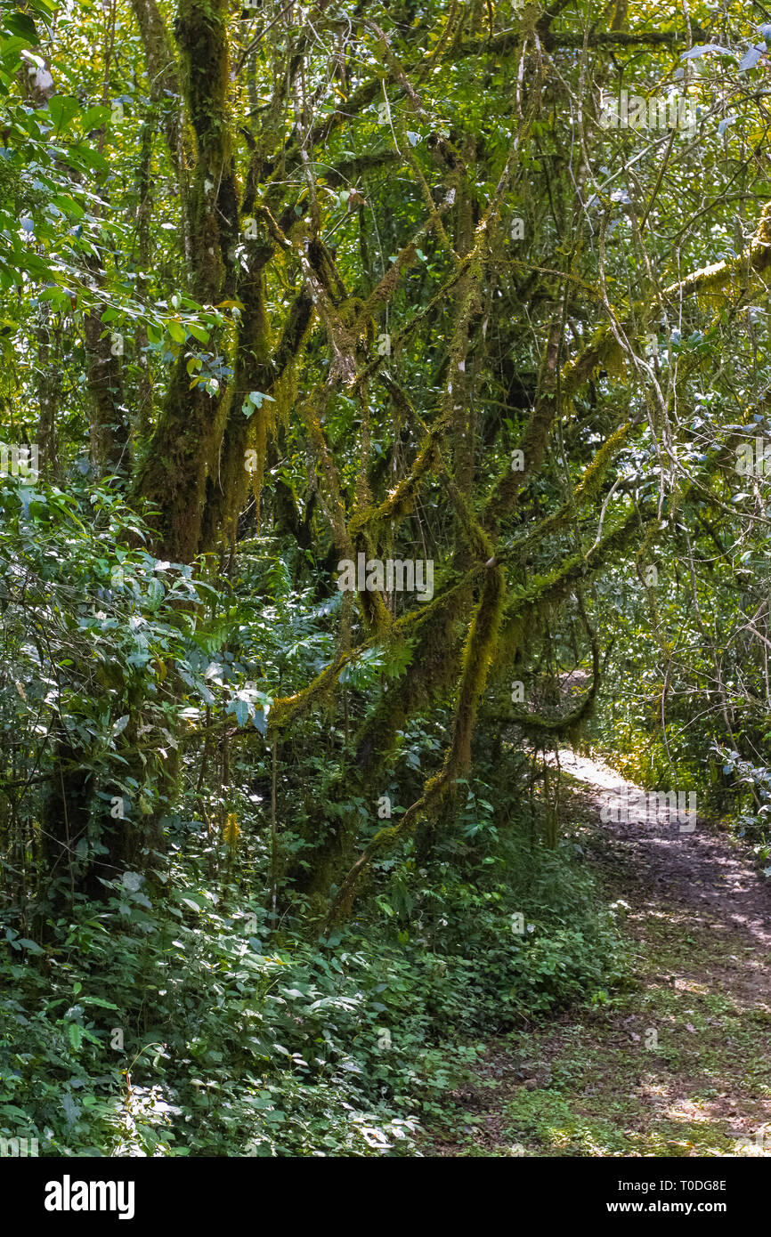 Top view jungle forest in hi-res stock photography and images - Alamy