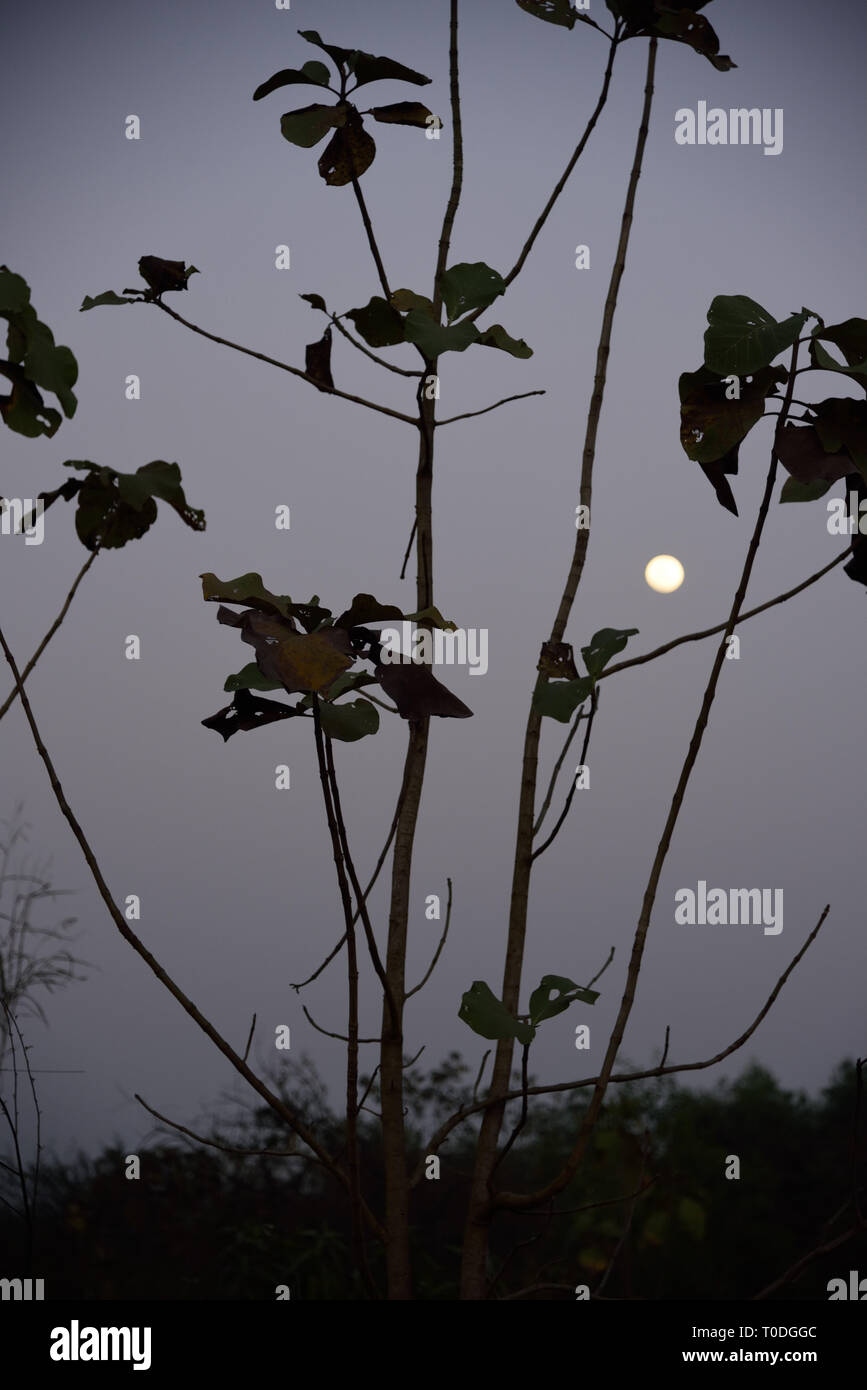 Full moon through branches, Ghadoi, Valsad, Gujarat, India, Asia Stock ...