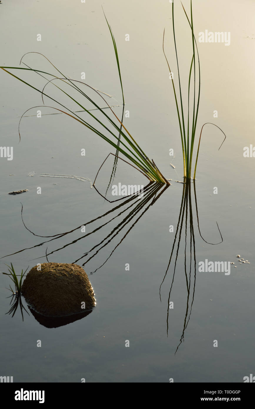 Grass reflection in still water, Auranga River, Ghadoi, Gujarat, India ...