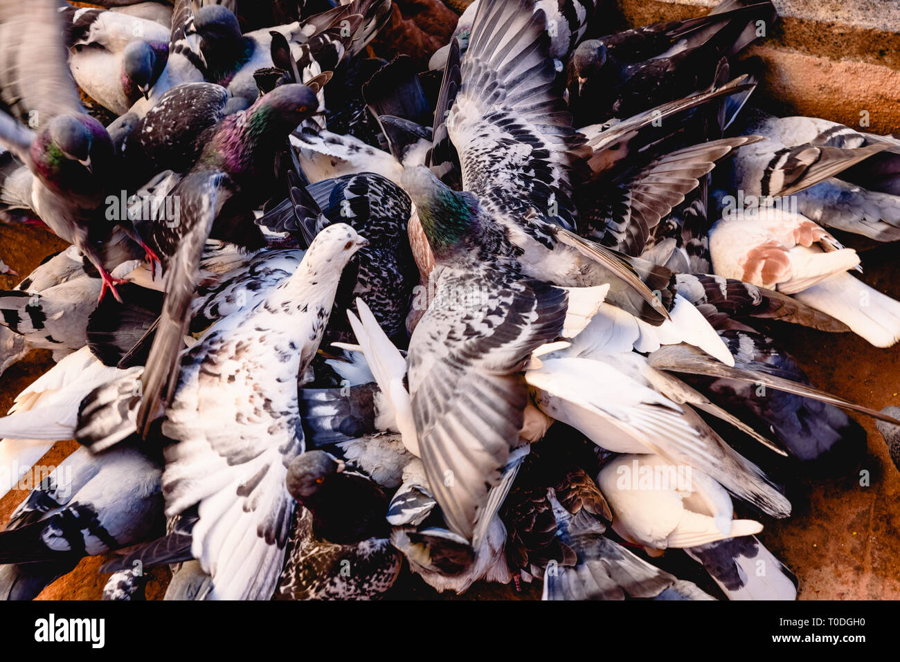 Pecking at ground hi-res stock photography and images - Alamy