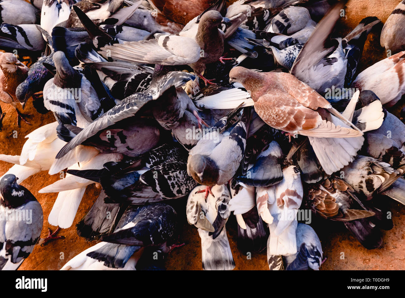 Pecking at ground hi-res stock photography and images - Alamy