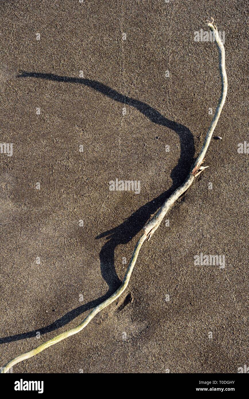 Dry twig on sand, Bhagal Beach, Valsad, Gujarat, India, Asia Stock ...