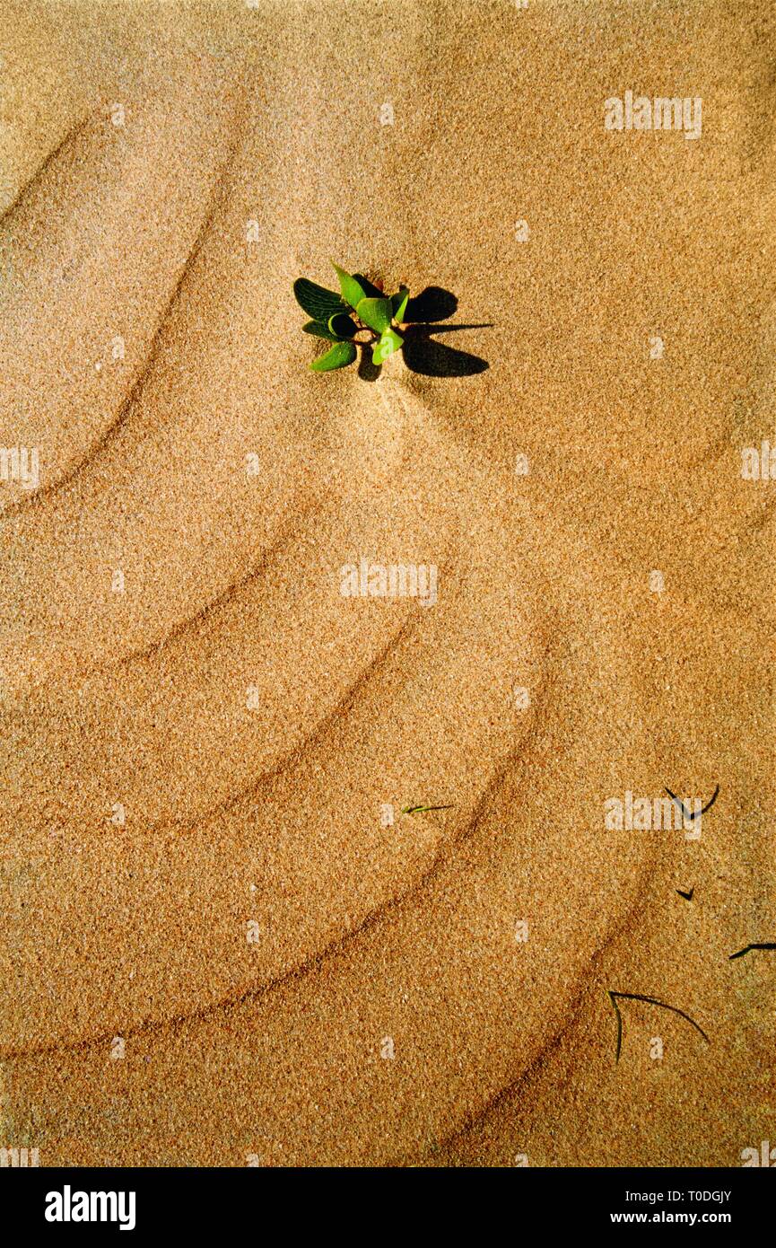 Tender sprout on sand Maharashtra, India, Asia Stock Photo - Alamy