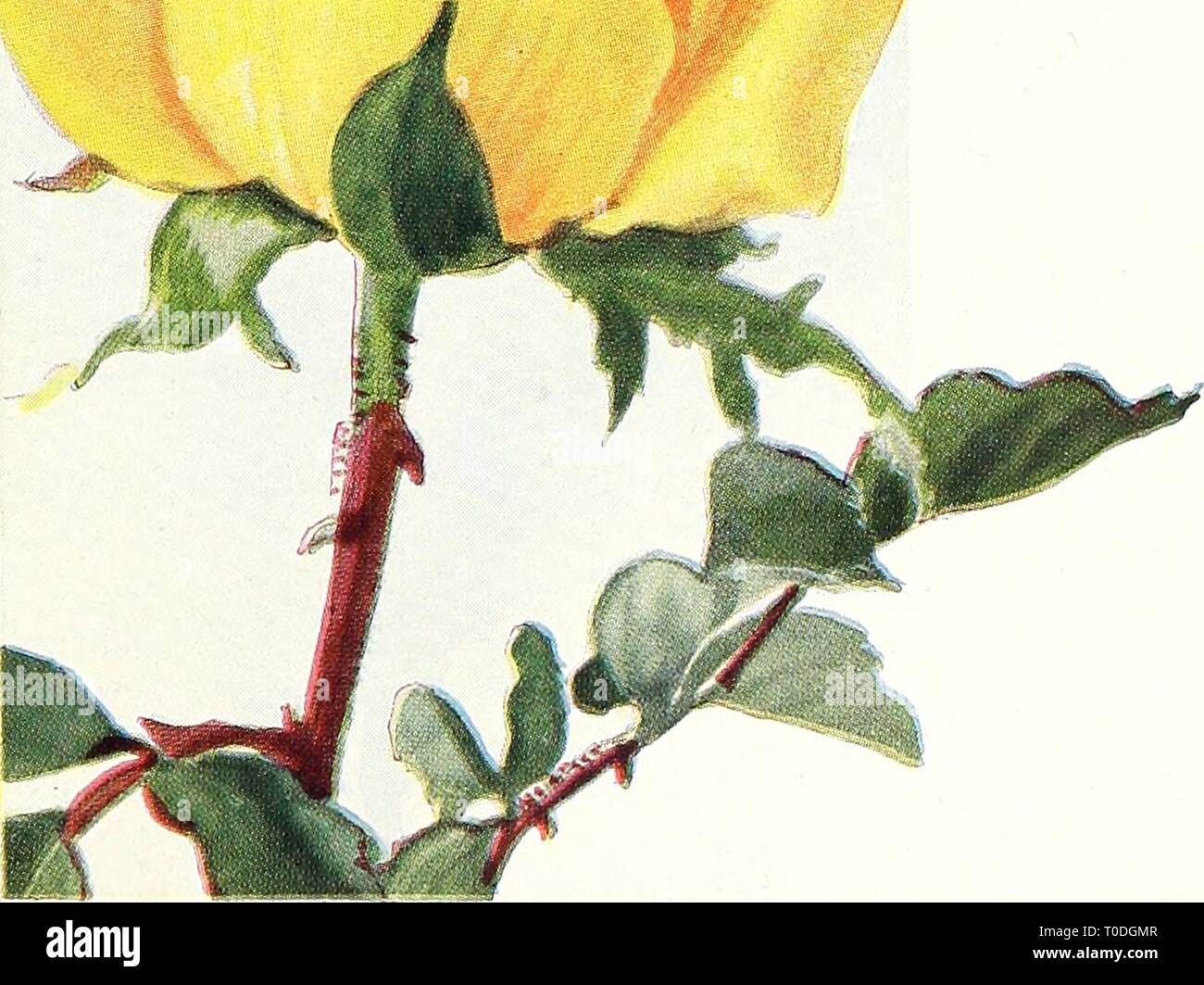 Mrs edith pretty hi-res stock photography and images - Alamy