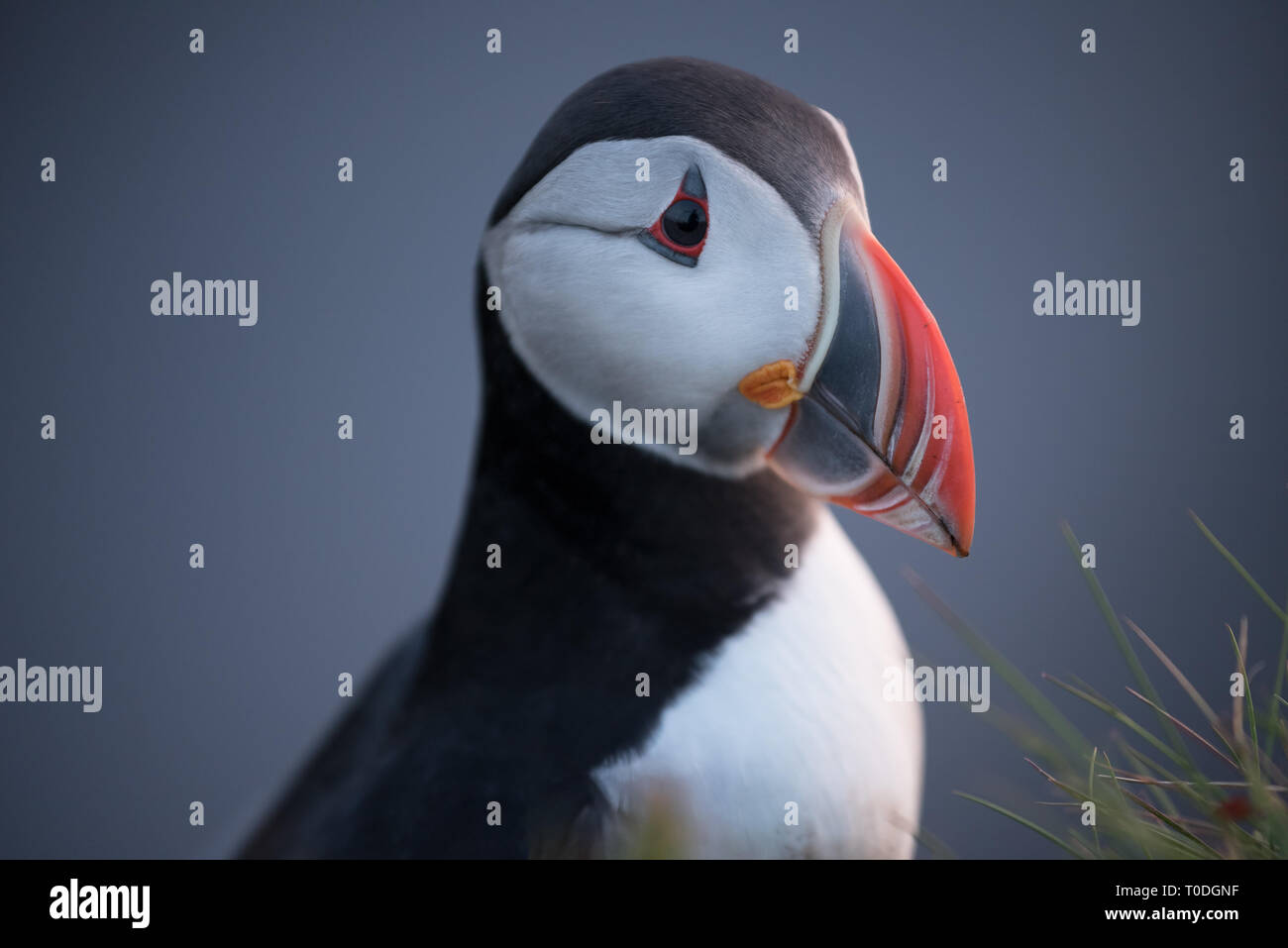Bird Puffin at Cape Dyrholaey. Iceland Symbol Stock Photo - Alamy