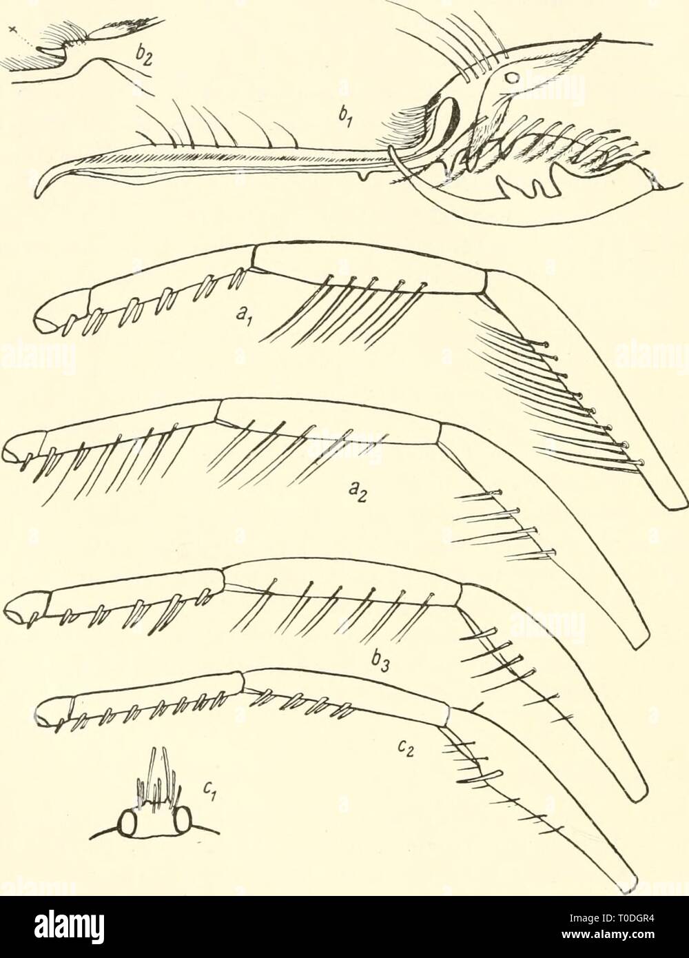 Malleoli hi-res stock photography and images - Alamy