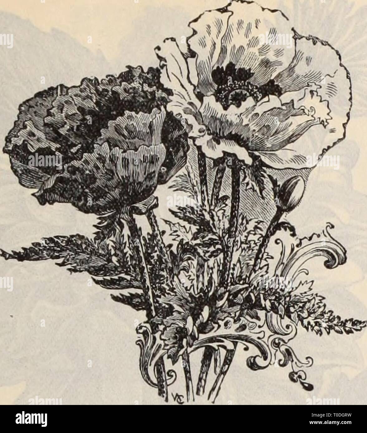 Ragged poppy hi-res stock photography and images - Alamy