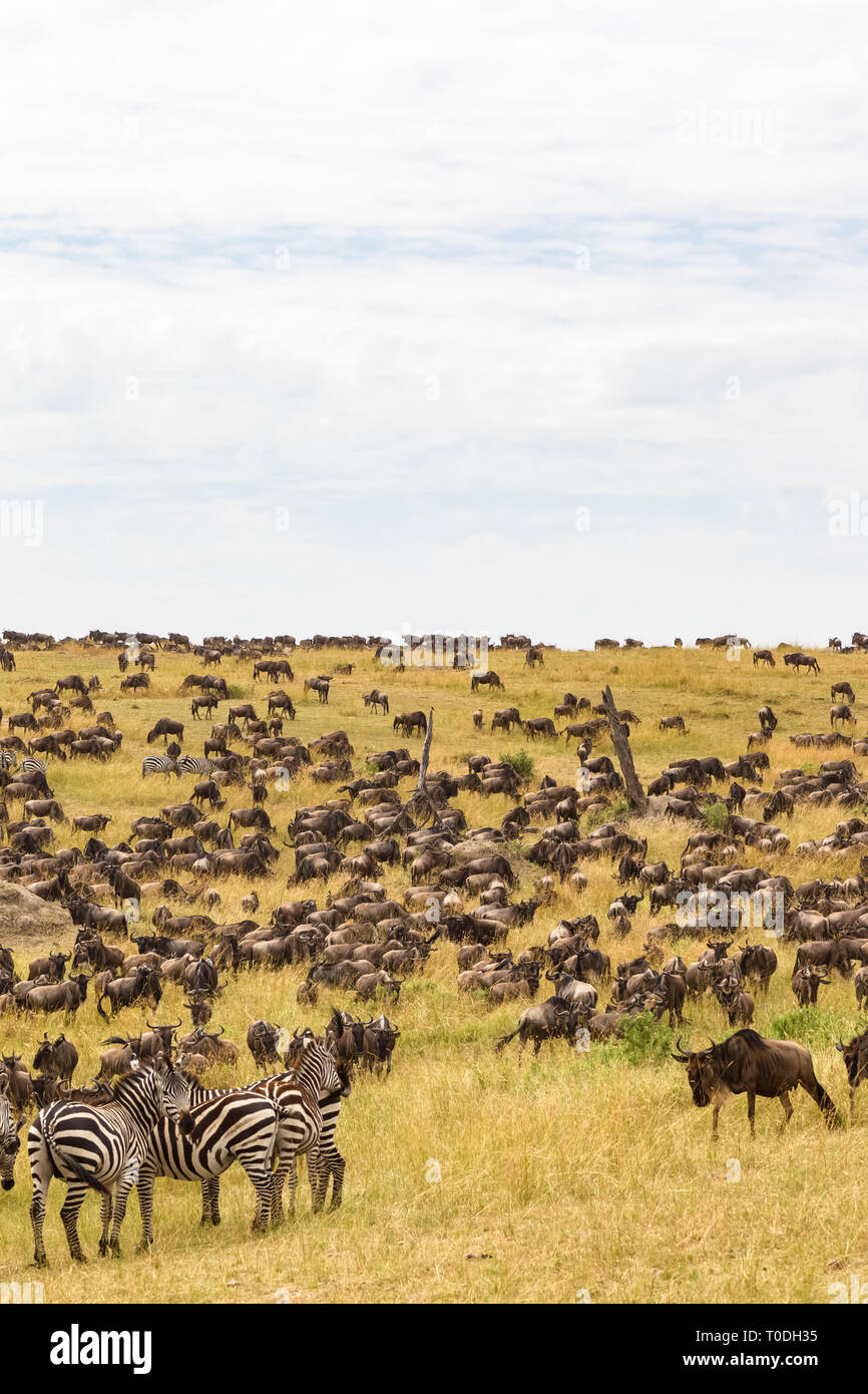 Very big herds of ungulates on the Serengeti plains. Kenya, Africa ...