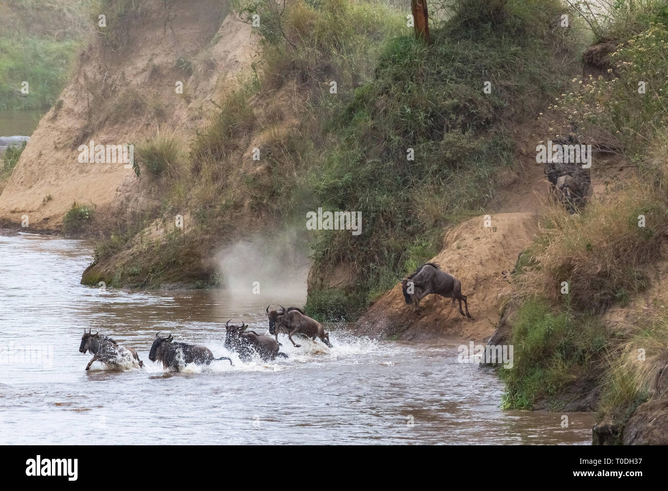 Crossing the brook the herd hi-res stock photography and images - Alamy