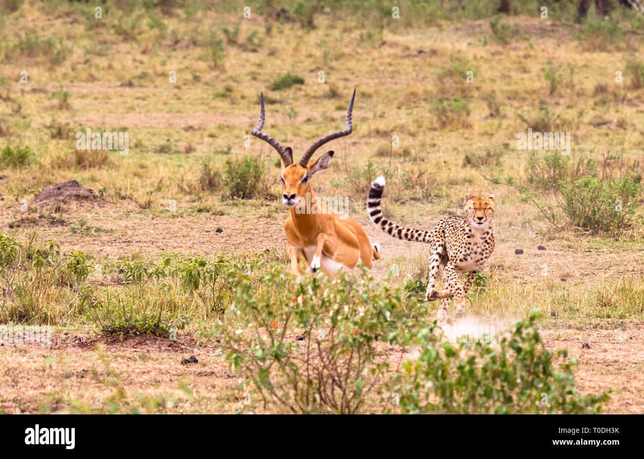 Photo series: Cheetah hunting for big Impala. The cheated cheetah ...