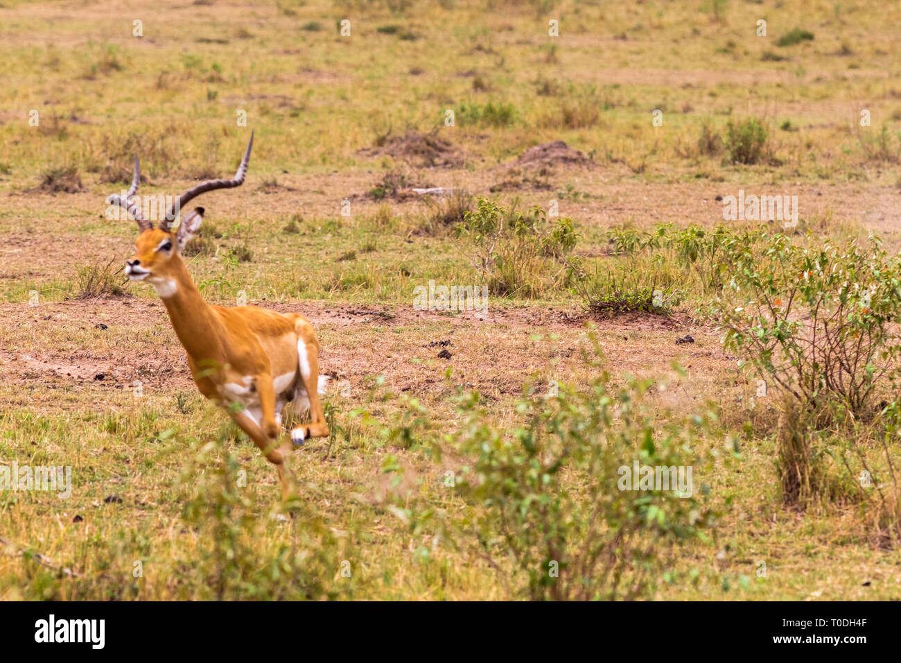 Cheetah hunting impala hi-res stock photography and images - Alamy