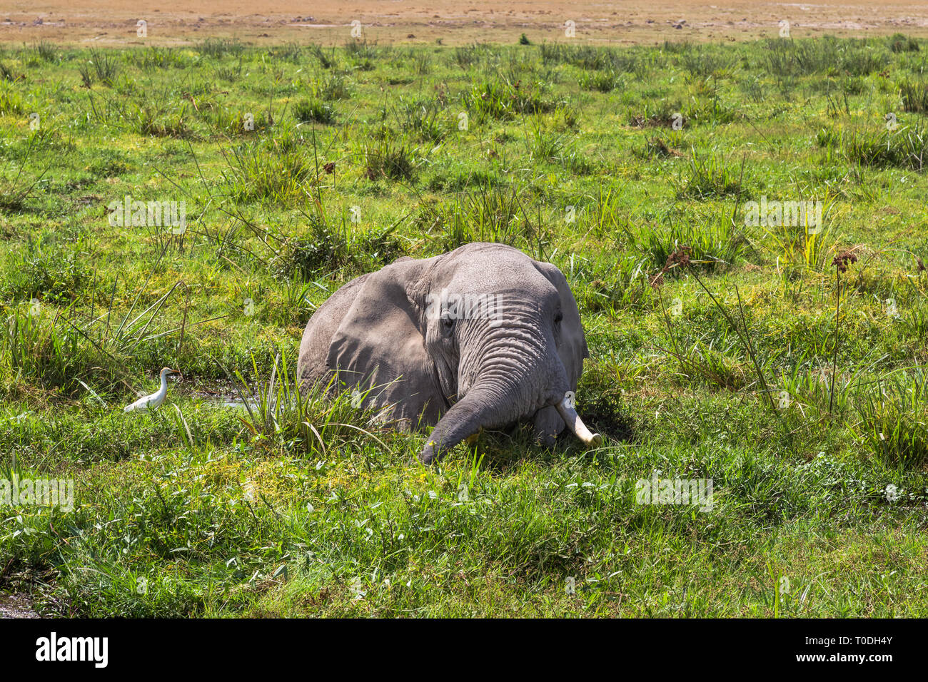 The elephant is saved from the heat in the swamp. Amboseli, Kenya Stock ...