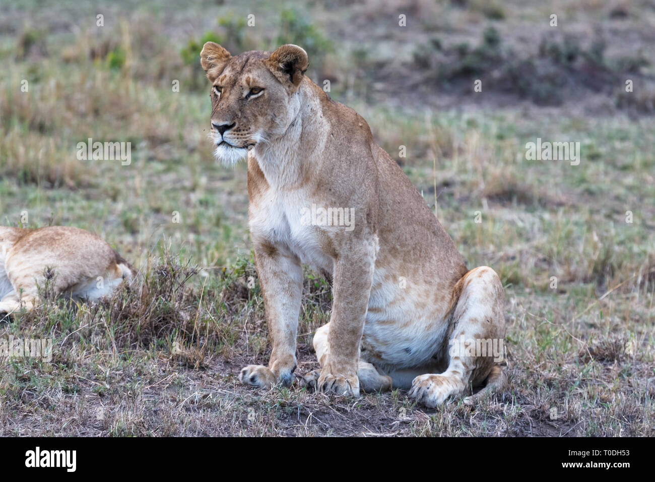 Big lioness watches the savanna. Observation point in Masai Mara. Kenya ...