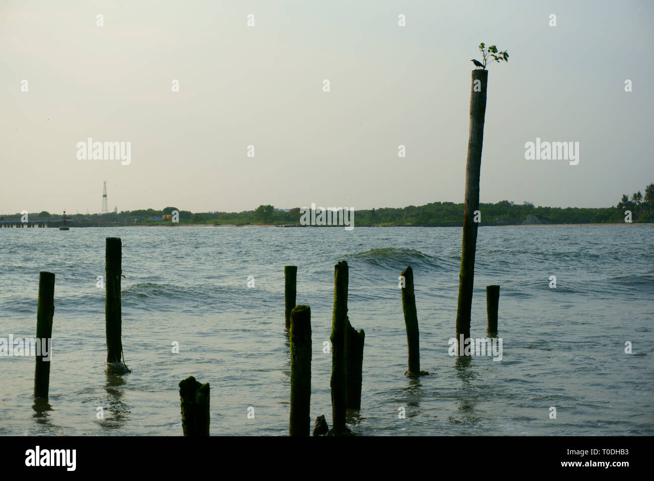 Beach in Fort Kochi, Kochi, Cochin, Kerala, India, Asia Stock Photo - Alamy