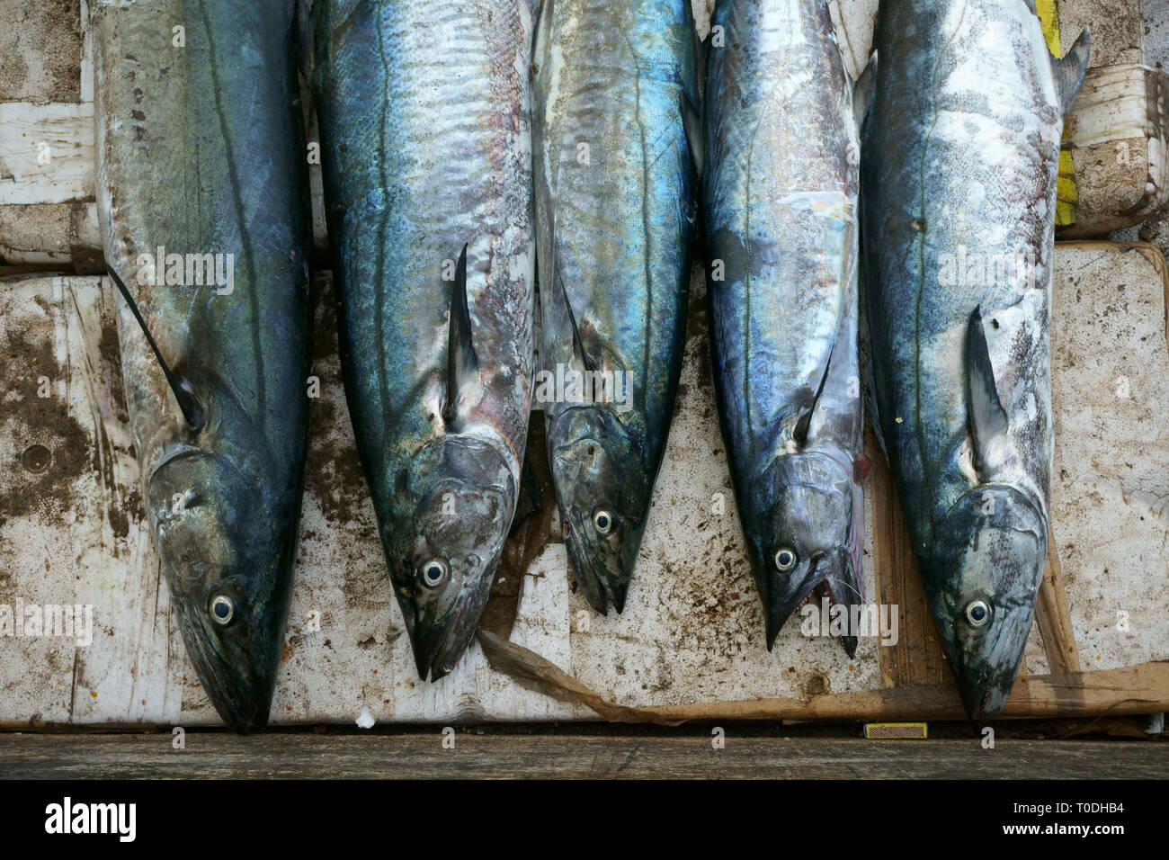 Fresh fish for sale, Fort Kochi, Kochi, Cochin, Kerala, India, Asia ...