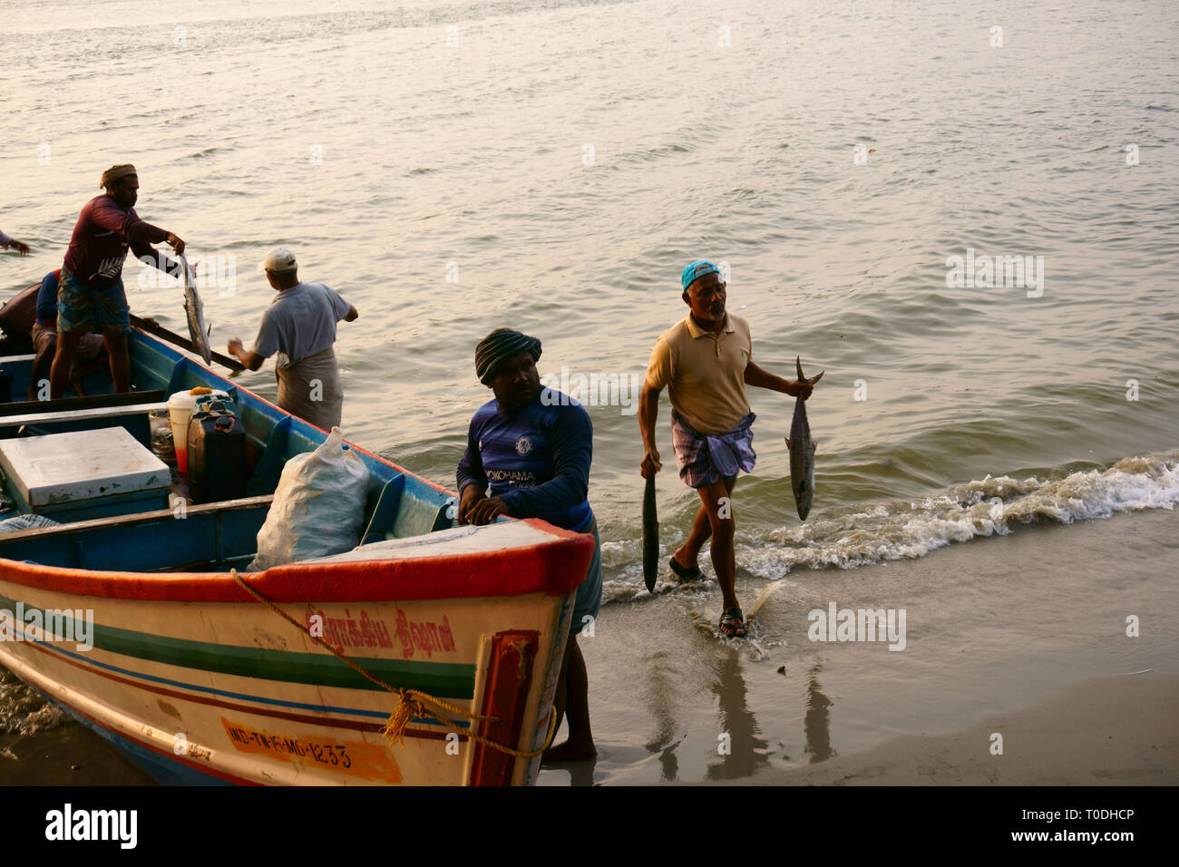 Fishermen with fresh fish, Fort Kochi, Kochi, Cochin, Kerala, India ...