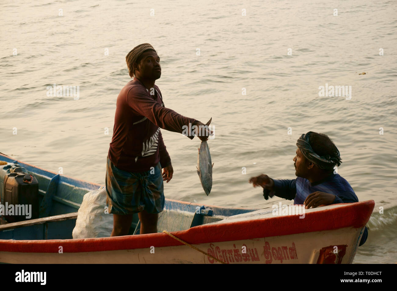 Fishermen with fresh fish, Fort Kochi, Kochi, Cochin, Kerala, India ...